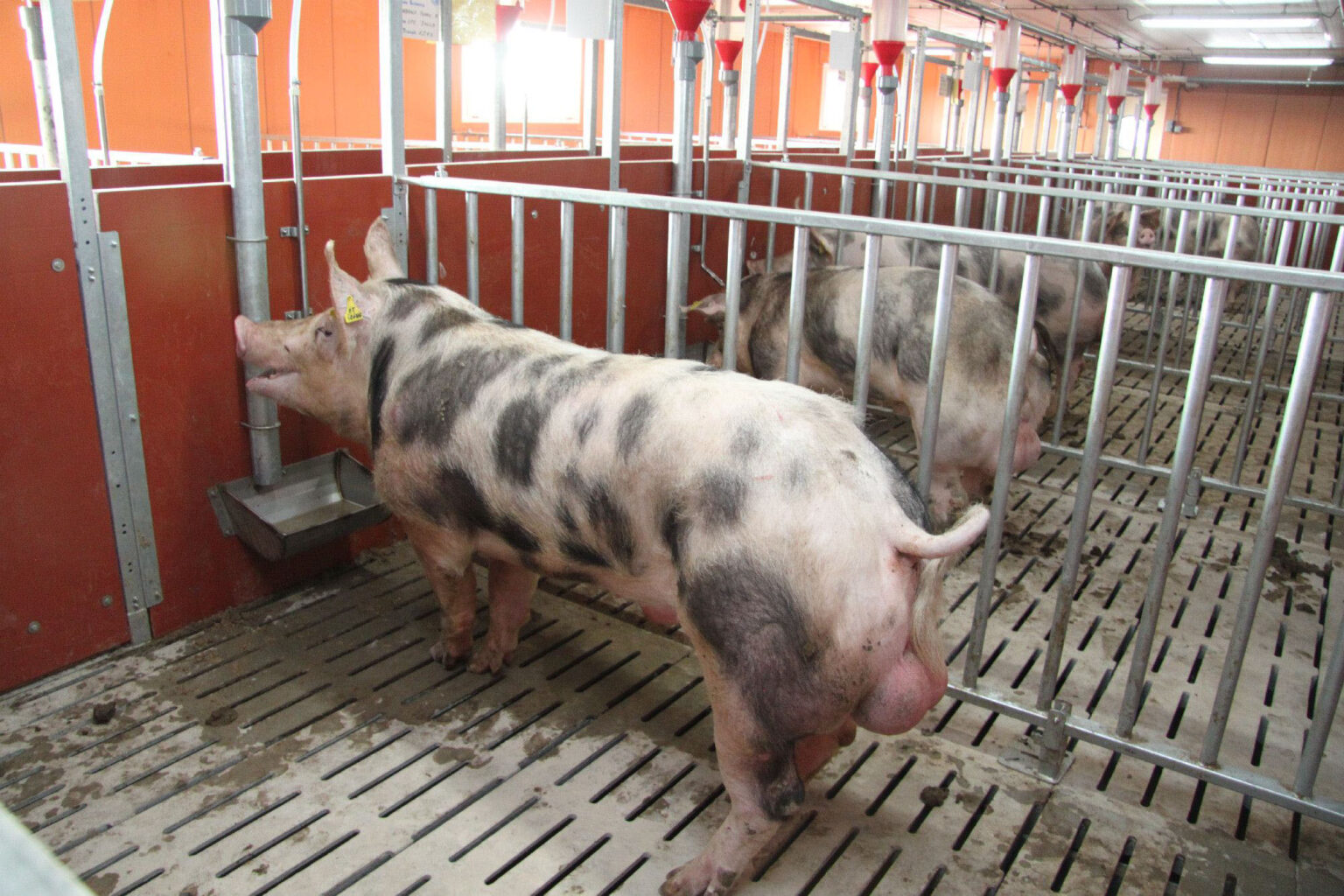 How do you organize feeding for boars to optimize semen collection?