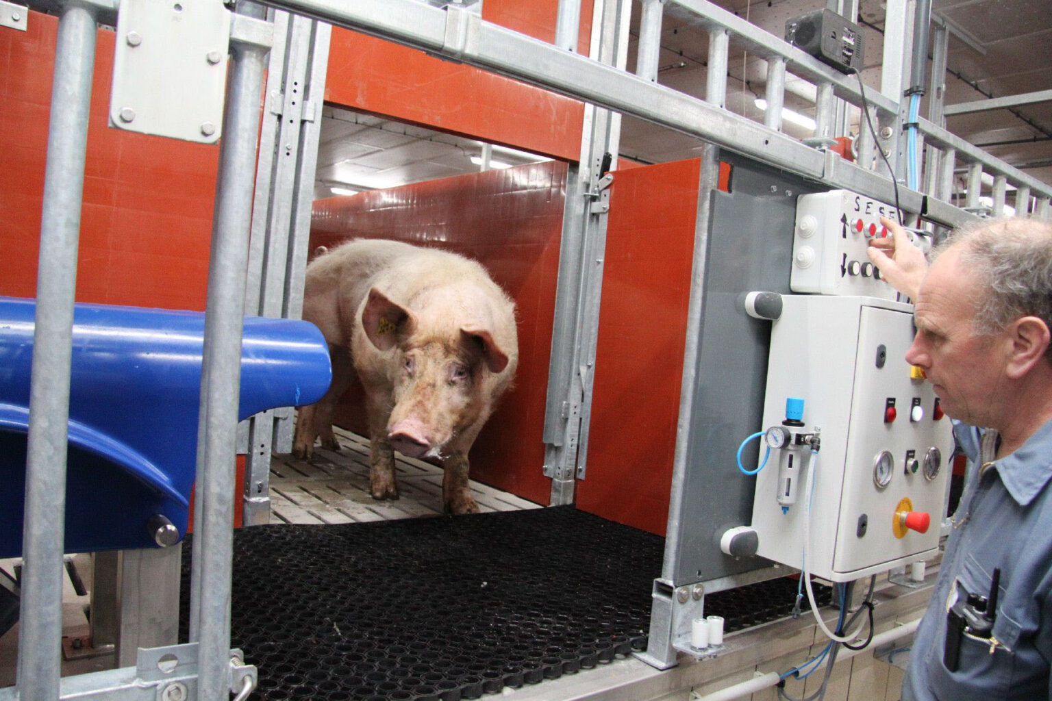 Organization and optimization of boar collection