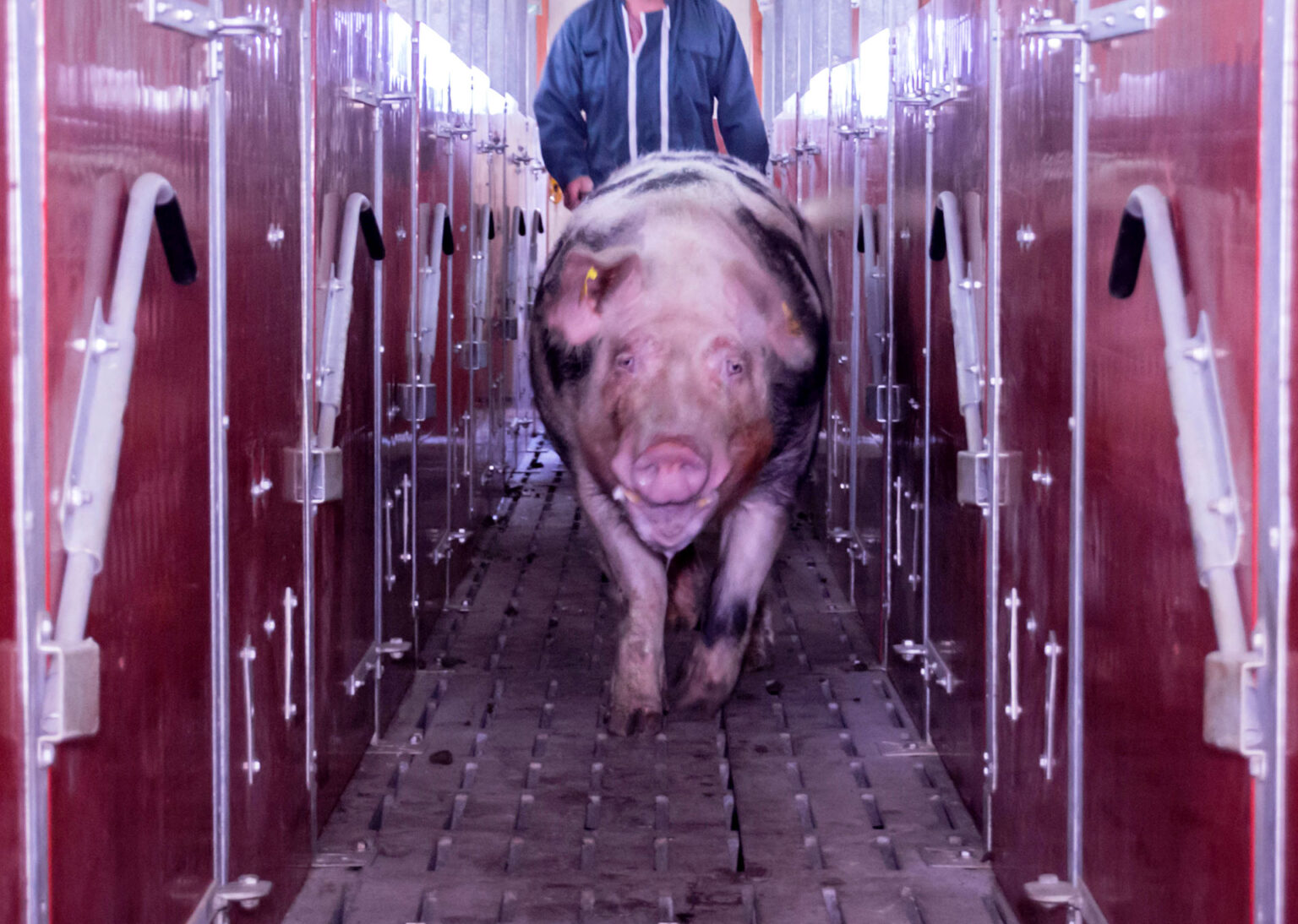 Key Performance Indicators (KPI’s) for a Boar Stud (2/4) - Boars and Semen